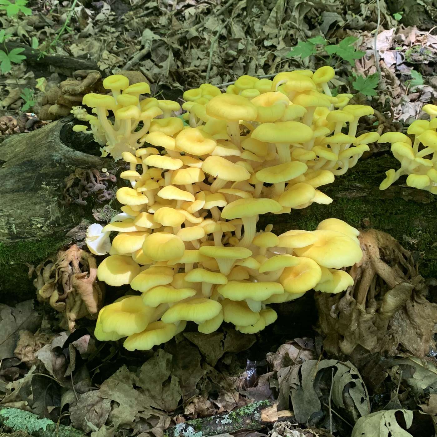 Indigenous Contributions to Minnesota's New Foraging Guidelines, and ...