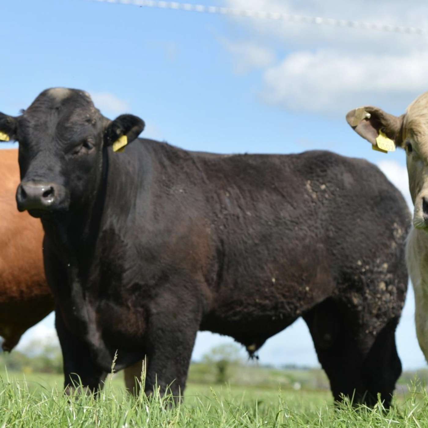 The Best Kept Secret of the Beef2022 Open Day – The Beef Edge – Podcast ...